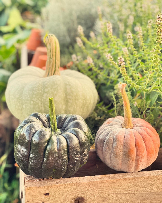 Pěstujete dýně? A co takhle zkusit i jiné druhy než jen Hokkaidó a dýně ...